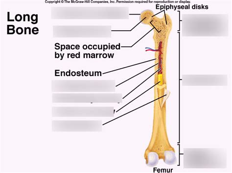 Human Bio Parts Of A Long Bone Diagram Diagram Quizlet