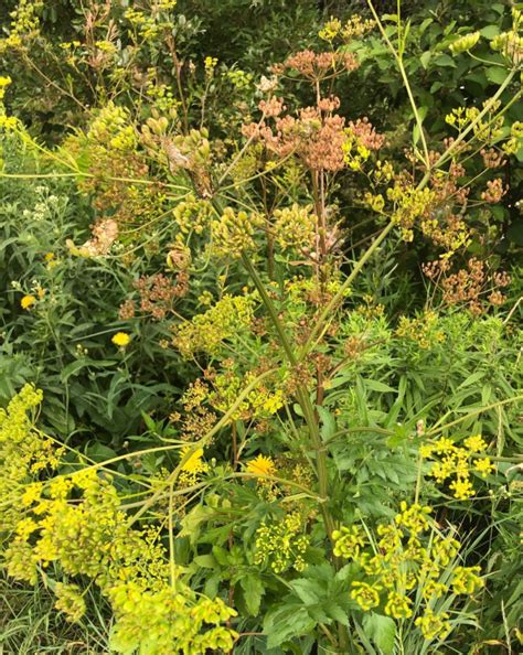 Wild Parsnip Pastinaca Sativa Plant And Pest Diagnostics