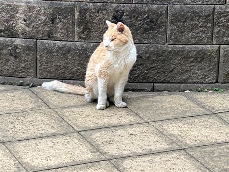 薄茶と白の猫を探しています