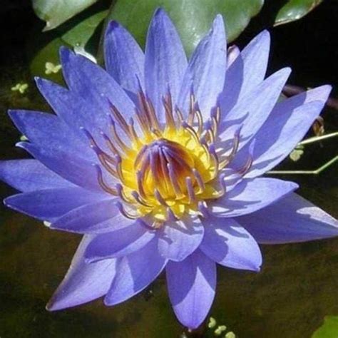 Whole Organic Blue Lotus Flowers Nymphaea Caerulea 1 Oz Etsy