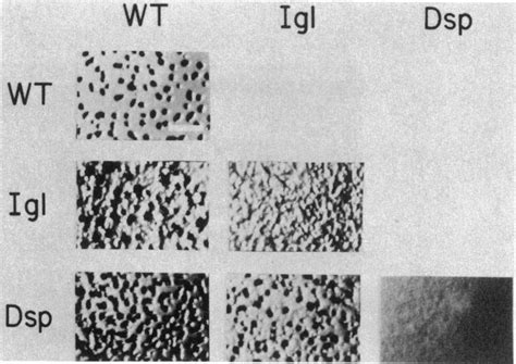 Intercellular Complementation For Fruiting Body Formation The Strains