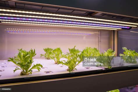 Led 빛 실내 농장 기술을 가진 온실 야채 공장 Led 조명에 대한 스톡 사진 및 기타 이미지 Led 조명 개념 건강