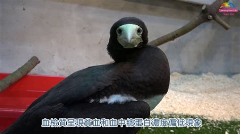 熱心民眾PO網求助 落翅白腹鰹鳥獲救 YouTube