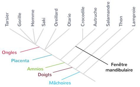 Lire un arbre phylogénétique Tle Exercice de connaissances SVT