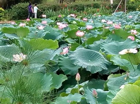 普洱濕地公園荷花爭奇鬥豔 荷香滿園 每日頭條