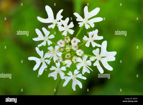 Cow Parsnip Common Hogweed Hogweed American Cow Parsnip Heracleum Sphondylium