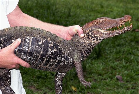 Smooth Fronted Caiman Paleosuchus Trigonatus Found In Th Flickr