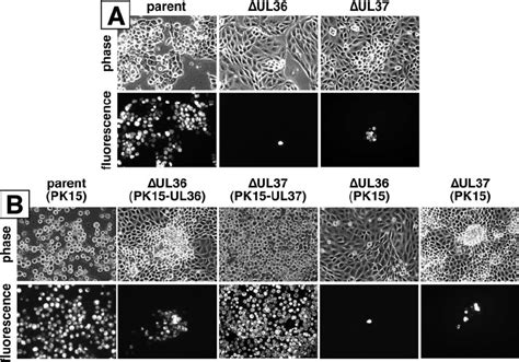 Initial Characterization Of Vp12 And Ul37 Null Viruses And