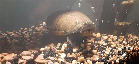 Benjamin R Turtle