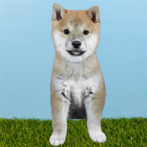 Shiba Inu Puppies For Sale Renton