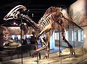 Parasaurolophus — Wikipédia