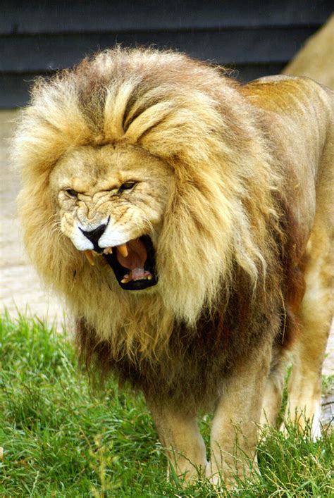 Roaring Lion Majesty Wallpaper Background Free Download