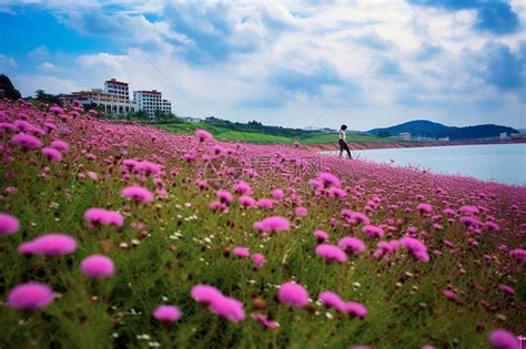 花海中的植物花朵高清图片下载 正版图片600261802 摄图网