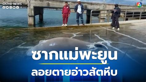 ข่าวซากแม่พะยูนขนาดใหญ่ ลอยตายอ่าวสัตหีบ ชาวประมงคาดอาหารเป็นพิษ