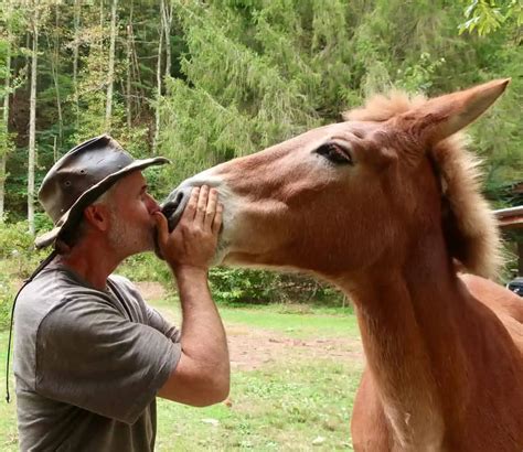 Crossing The Usa With Two Mules Slow Travel Bliss And Simple Living With Bernie Harberts