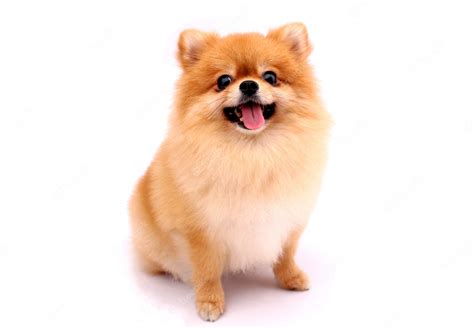 흰색 배경에 포메라니안 강아지입니다 프리미엄 사진