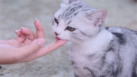 猫咪爱你的12个表现，其实猫咪悄悄在说“我爱你” Youtube