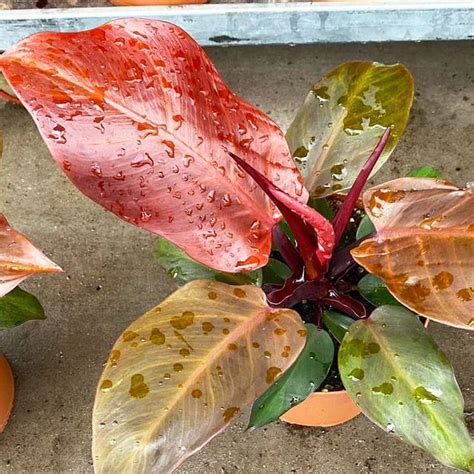 ⚡new Philo Alert We Have A Batch Of Philodendron Red Cherry Almost