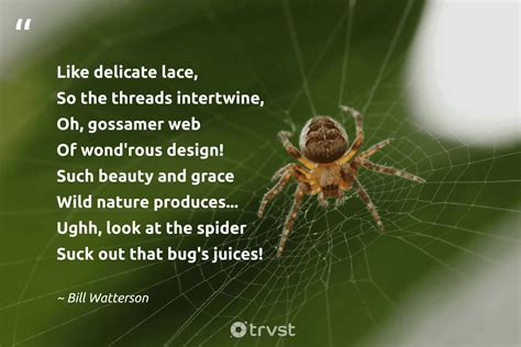 Spider Quotes