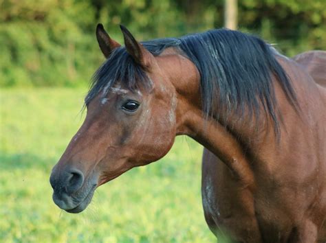 Classic Russian Arabians - Penzina Fotogalerie