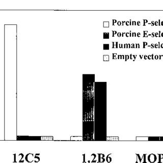 Surface Expression Of P Selectin And E Selectin On PAEC In Response To Download Scientific