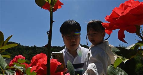 활짝 핀 장미와 함께