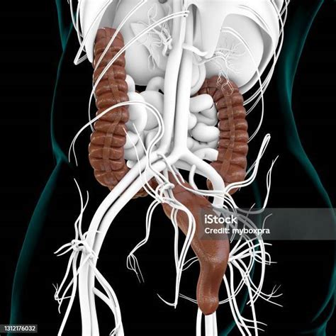 대형 장 3d 일러스트 인간 소화 시스템 해부학 3차원 형태에 대한 스톡 사진 및 기타 이미지 3차원 형태 간 내부 기관