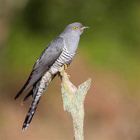 Common Cuckoo By Clive Daelman Birdguides