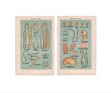 Parasites Antique Prints C 1929 • Set Of 2 Original Antique Lithograph