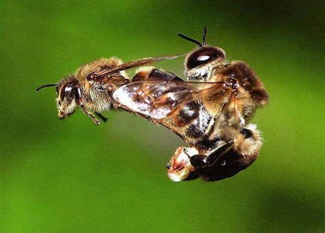 Der Sex der Bienenkönigin Germeringer Honig