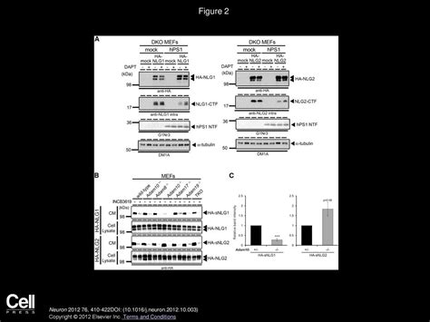 Activity Dependent Proteolytic Cleavage Of Neuroligin 1 Ppt Download