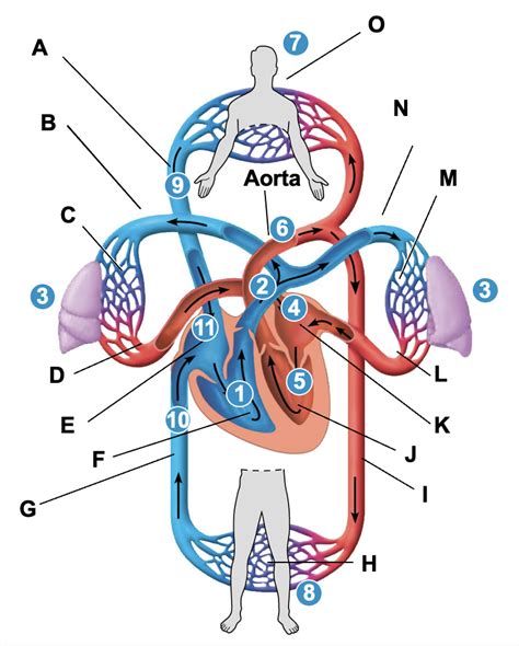 Blank Circulatory System Diagram