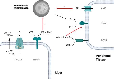 Pseudoxanthoma Elasticum Genetics Pathophysiology And Clinical Presentation Pmc
