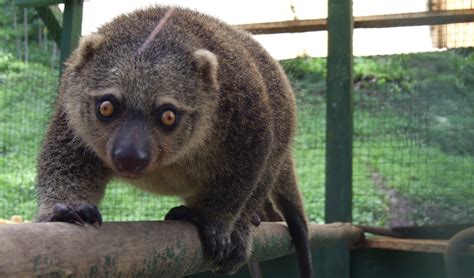 Sulawesi Bear Cuscus Facts Distribution And Population Biodb