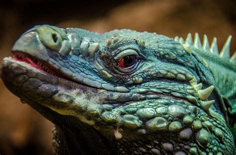 Iguana Azul O Cyclura Lewisi Características Dónde Vive Y Alimentación