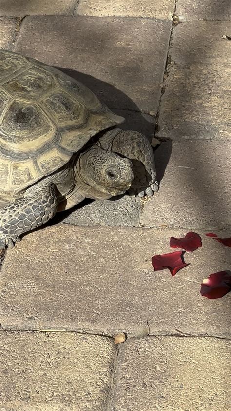 Once in a while Daisy gets roses to go with his grasses : r/tortoise