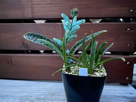 ラケナリアヴィリディフローラ開花南アフリカ産球根植物のアルバム みんなの趣味の園芸2105058