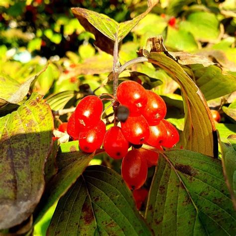 구기자의 효능 구기자 차 가루 효능 건구기자 분말 네이버 블로그