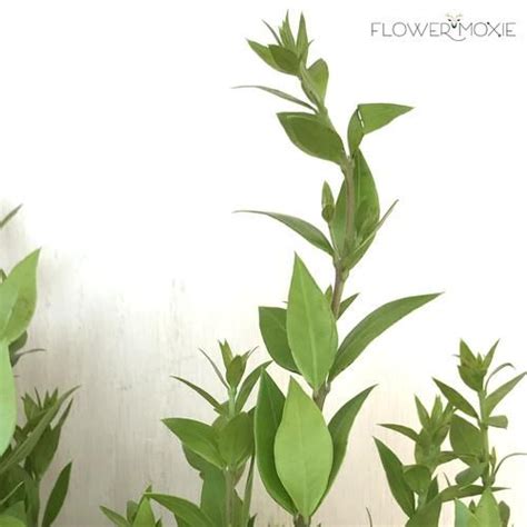 Myrtle Greenery Diy Wedding Flowers Flower Moxie Diy Wedding