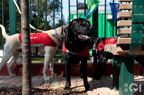 首間導盲犬訓練學校今開幕 望三年培育50隻「學員」服務視障人士 寵物交流區 公仔箱論壇 Powered By Discuz