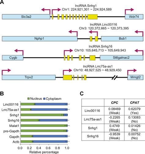Long Noncoding Rnas In Vascular Smooth Muscle Cells Regulate Vascular