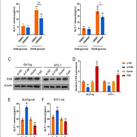 Fxr Interacts With Creb In Glutag And Stc 1 Cell Lines Download