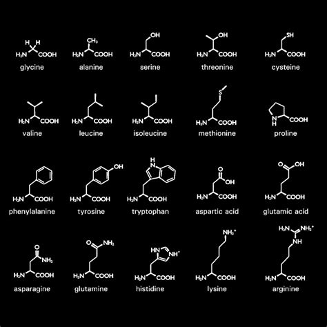 Amino Acids Types Functions Sources And Differences Between