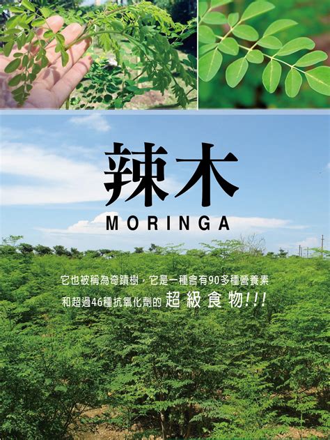 【超級食物】奇蹟辣木精華膠囊75粒瓶 100辣木葉粉 神奇辣木 調理體質 蝦皮購物