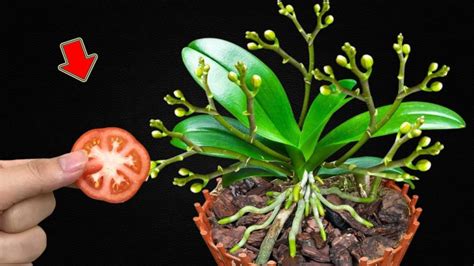 A Few Tomato Slices Make Many Orchids Explode Home And Garden Hub