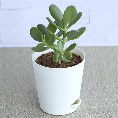 Crassula Plant चुम्बक की तरह पैसे को खींचता है ये पौधा घर में लगाकर