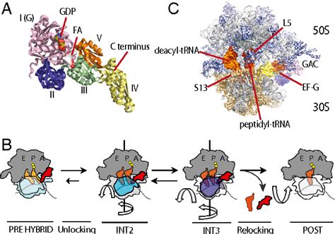 Figure 1 From Miscoding Induced Stalling Of Substrate Translocation On
