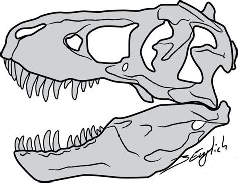 Tyrannosaurus Rex Fossil Drawing