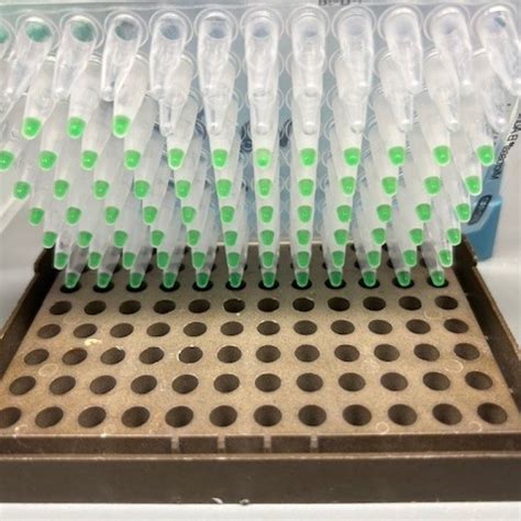 Plate Sequencing Yale Research