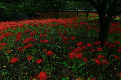 赤の絨毯 GANREF
